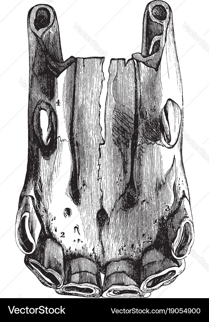 Five year old horse teeth vintage Royalty Free Vector Image