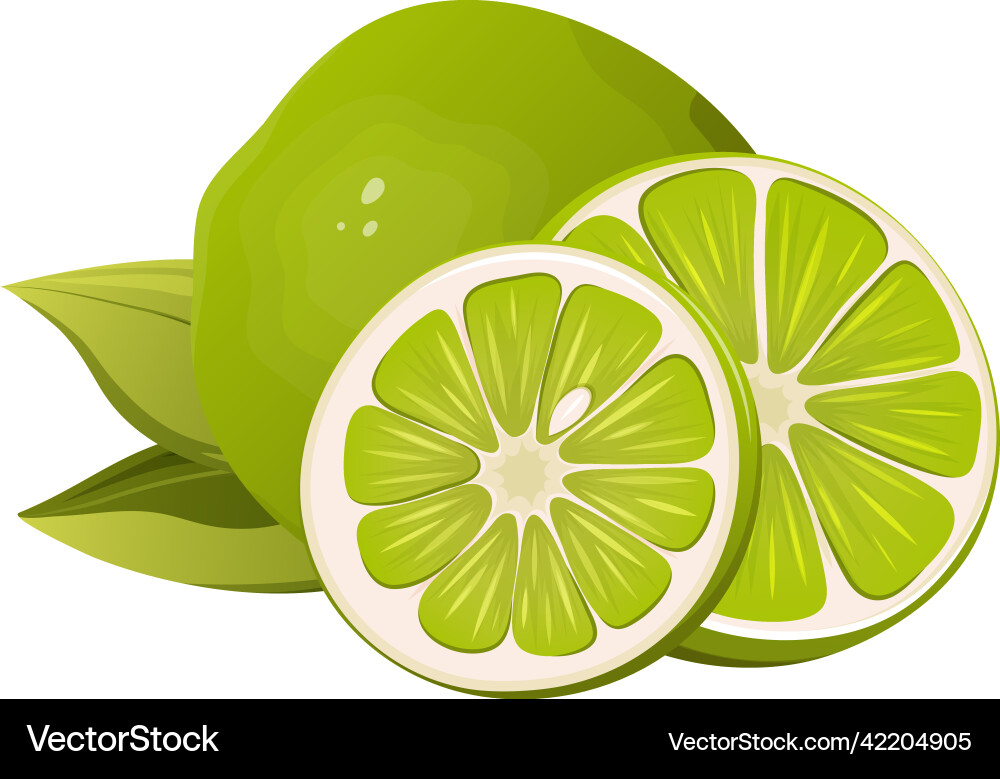 Lime citrus fruit slices and whole with leaves Vector Image