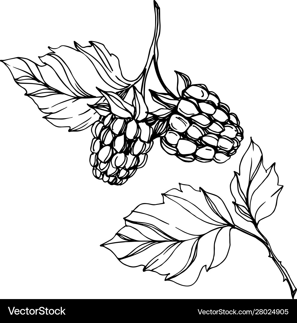 Raspberry healthy food fresh berry isolated Vector Image