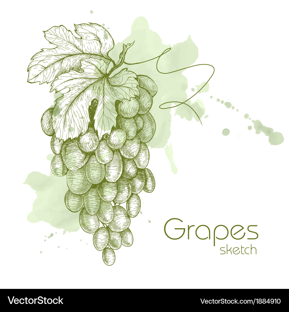Hand drawn of grapes Royalty Free Vector Image