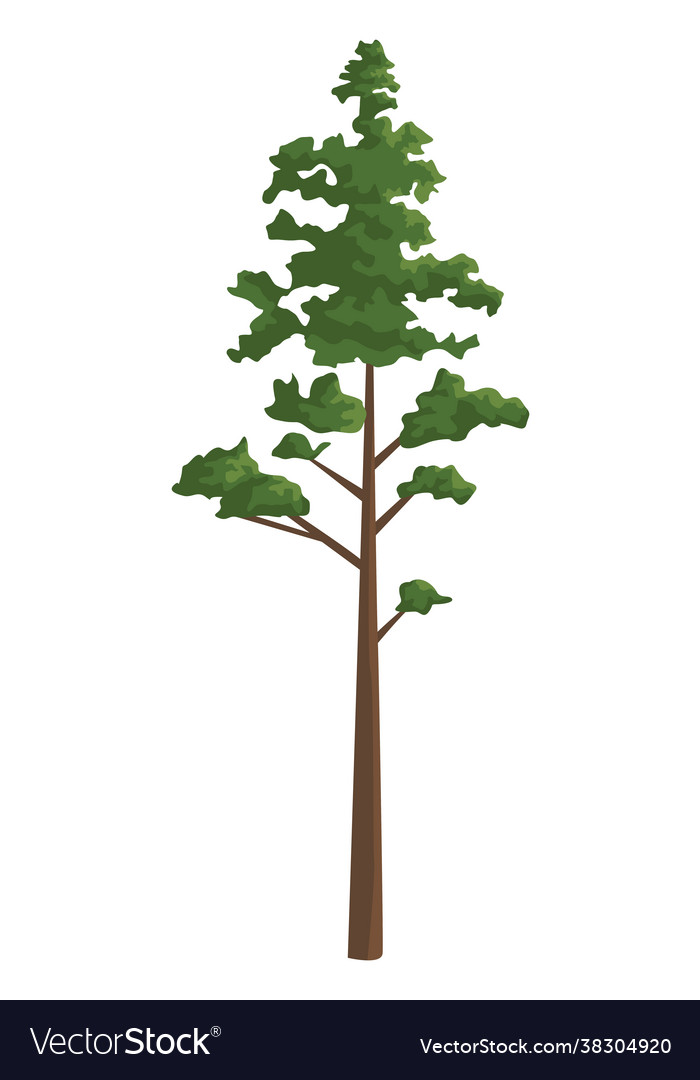 Pine tree plant Royalty Free Vector Image - VectorStock
