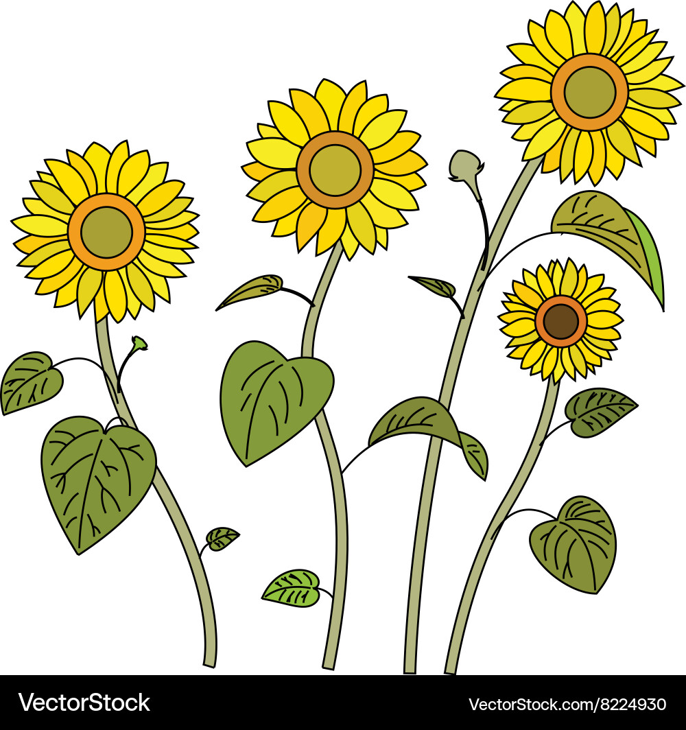 Sunflowers Royalty Free Vector Image - VectorStock