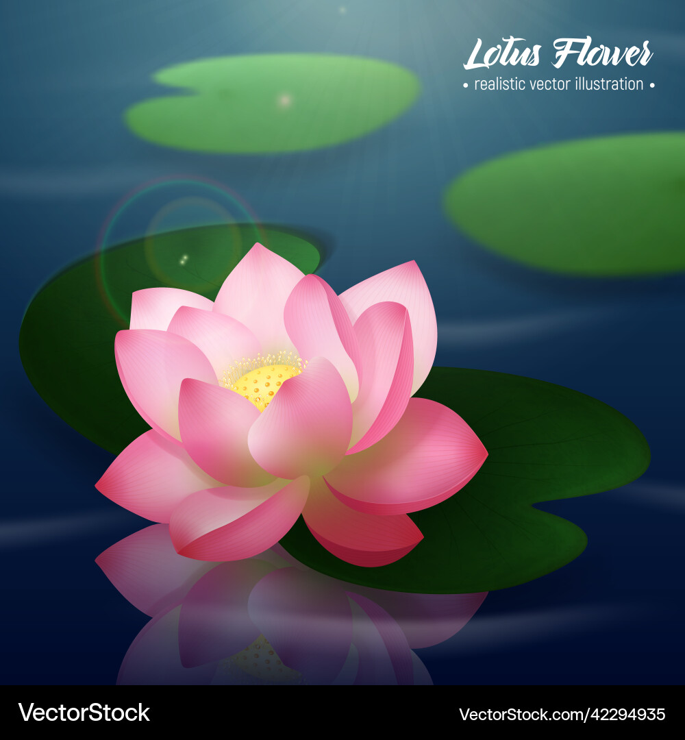 Most Beautiful Lotus Flower