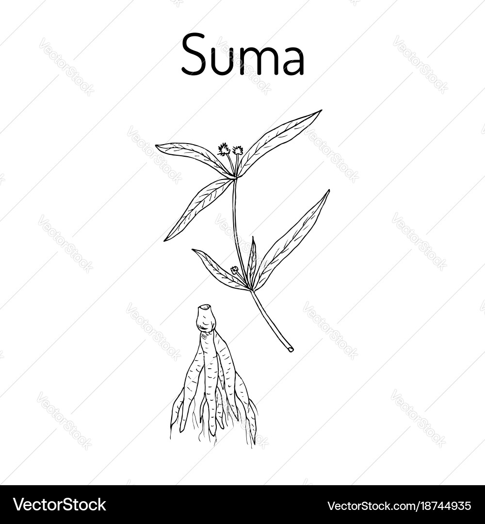 Suma root pfaffia paniculata or brazilian Vector Image
