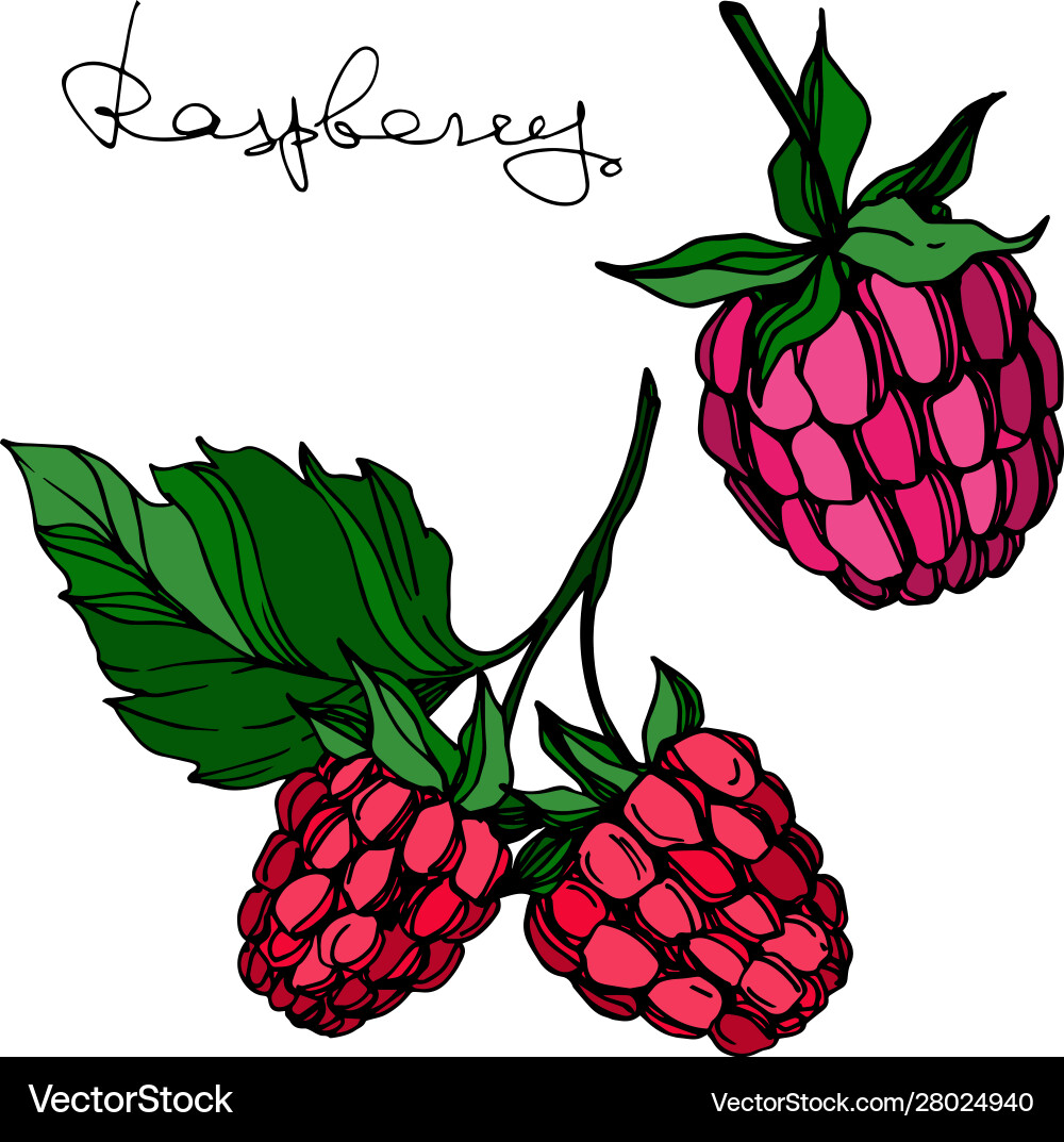 Raspberry healthy food fresh berry isolated Vector Image
