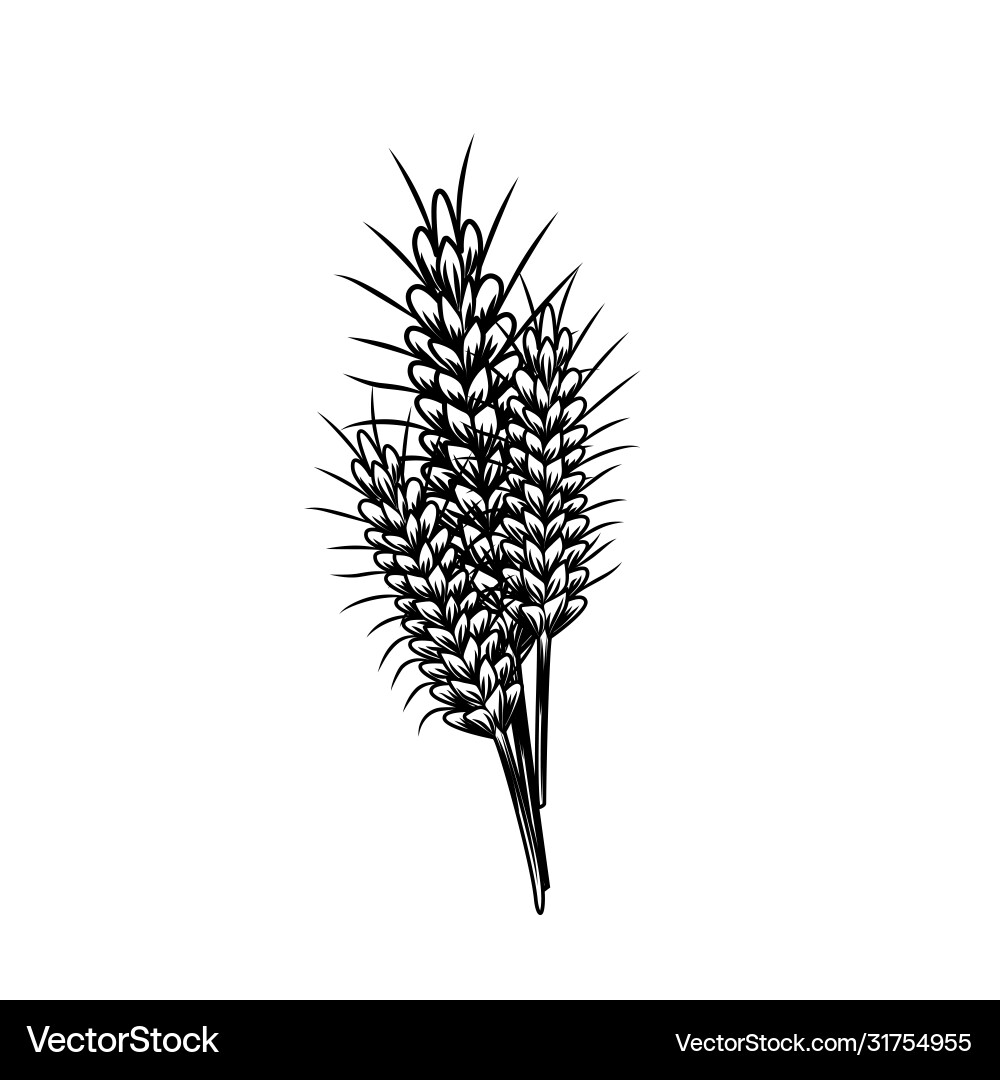 Vintage sketch with wheat isolated on white Vector Image