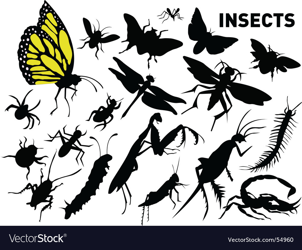 Insects Royalty Free Vector Image - VectorStock