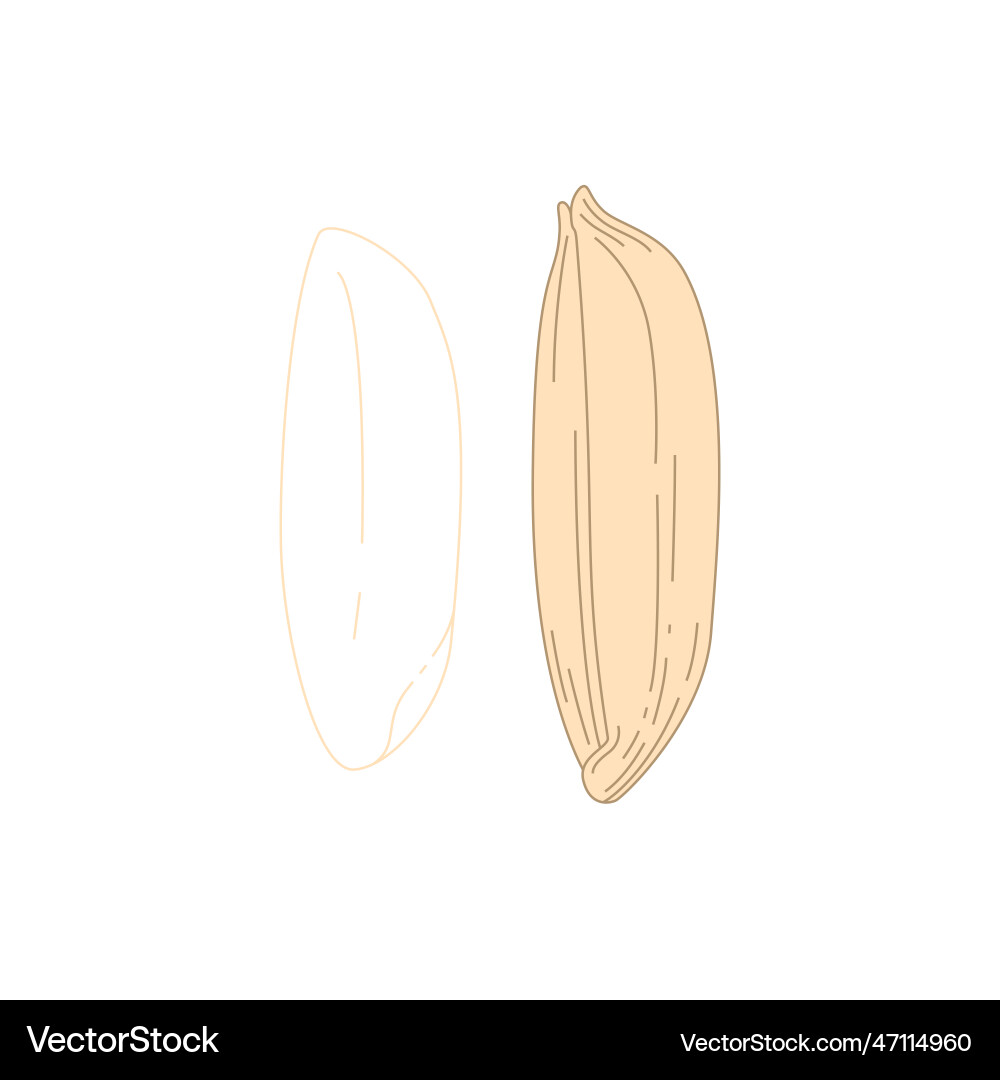 White rice paddy and rice seeds Royalty Free Vector Image