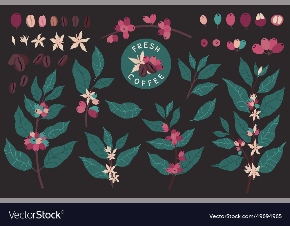 Coffee plants cafe leaf pattern tree beans Vector Image