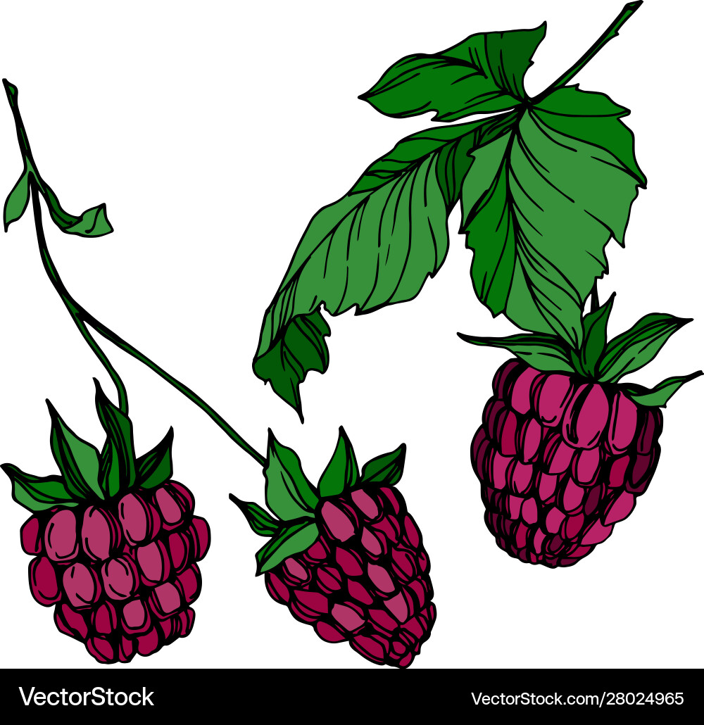 Raspberry healthy food fresh berry isolated Vector Image