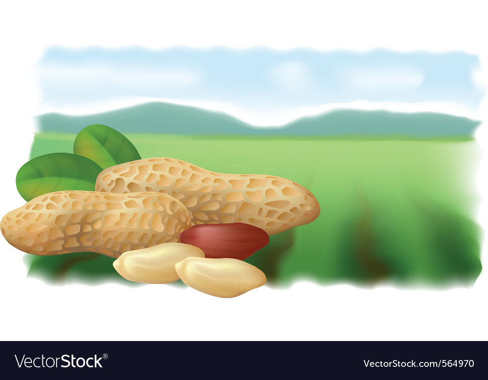 Peanuts Royalty Free Vector Image - VectorStock
