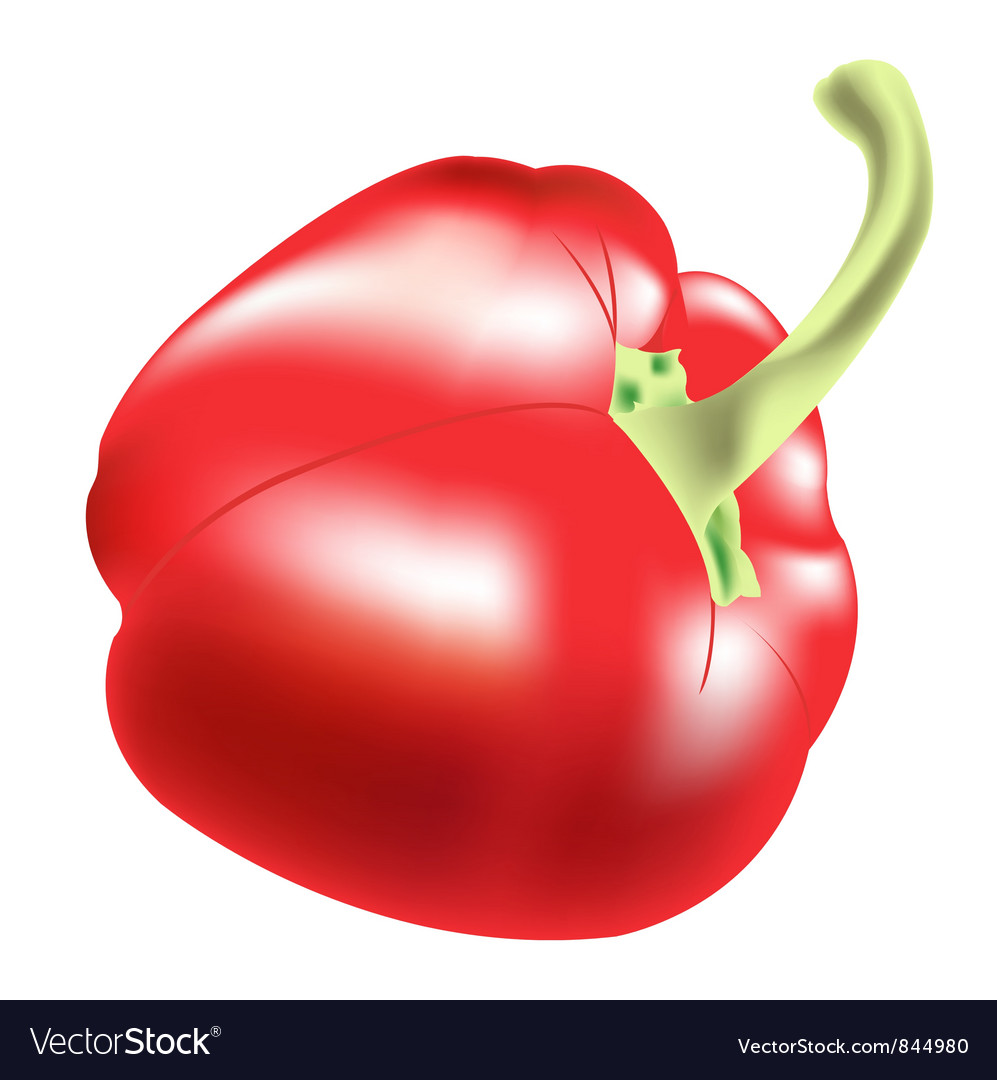Red pepper Royalty Free Vector Image - VectorStock