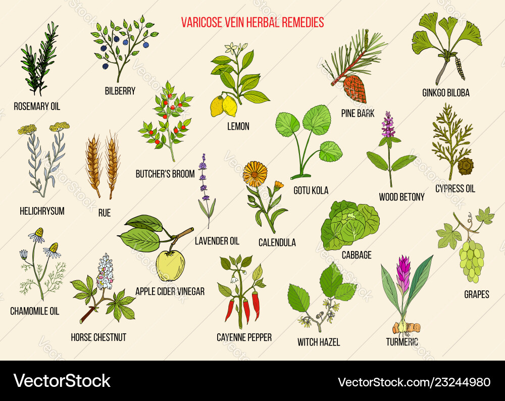 Varicose vein herbal remedies Royalty Free Vector Image