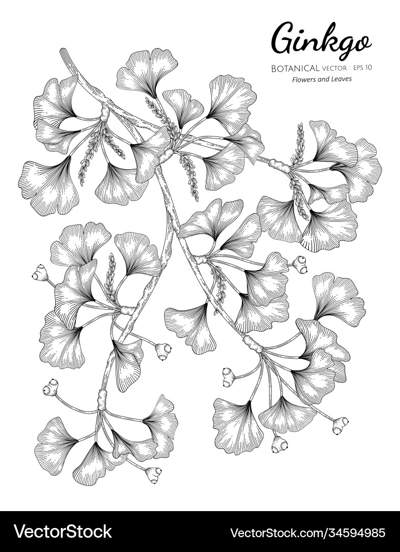 Ginkgo hand drawn botanical with line art Vector Image