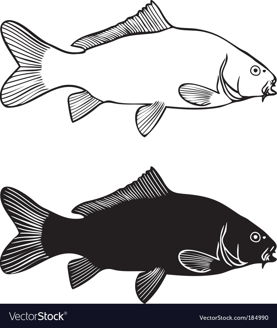 Carp drawing Royalty Free Vector Image - VectorStock