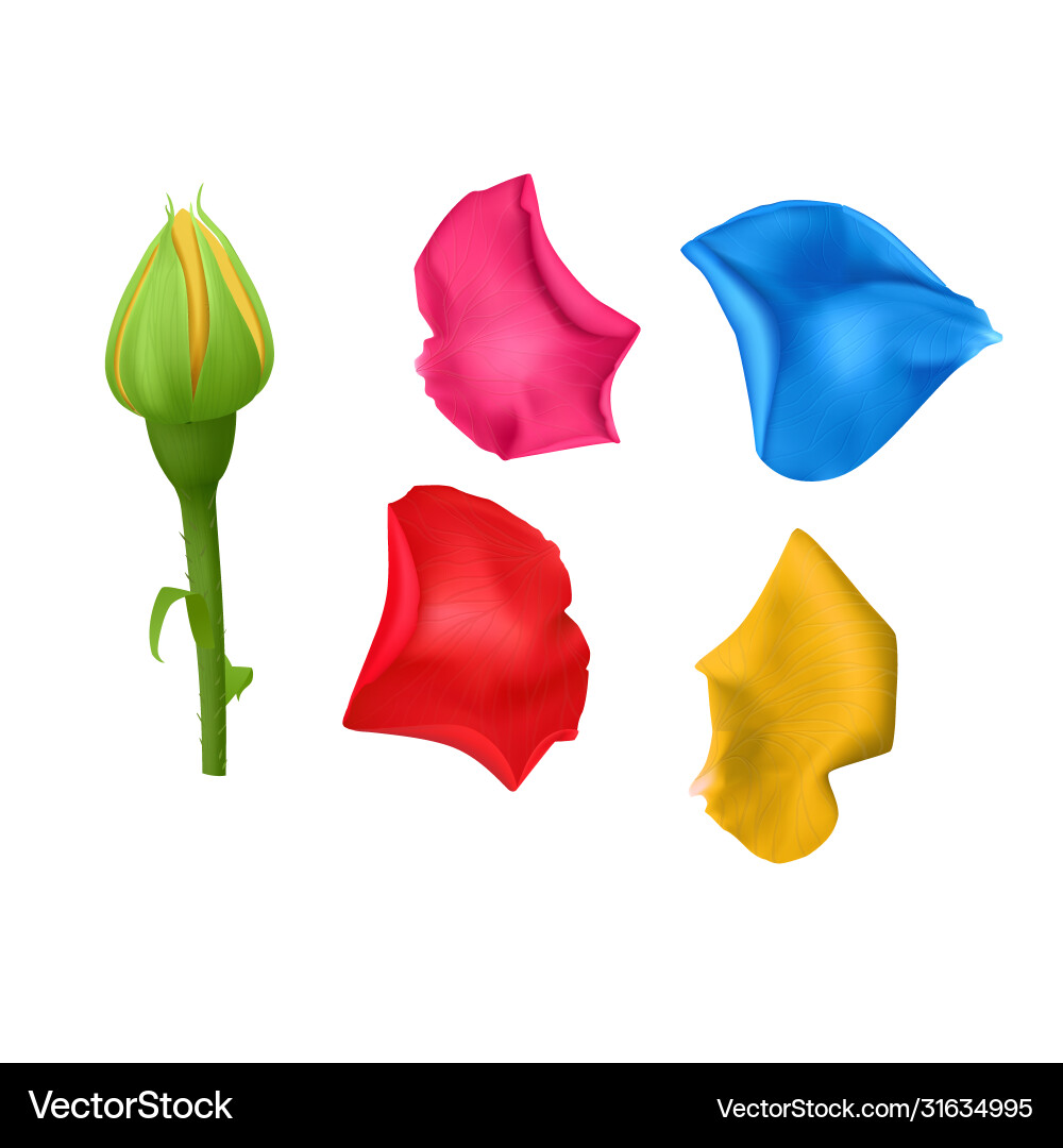 Set rose petals bright different colors close-up Vector Image