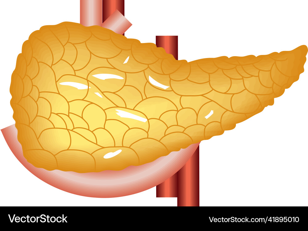 Pancreas human organ Royalty Free Vector Image