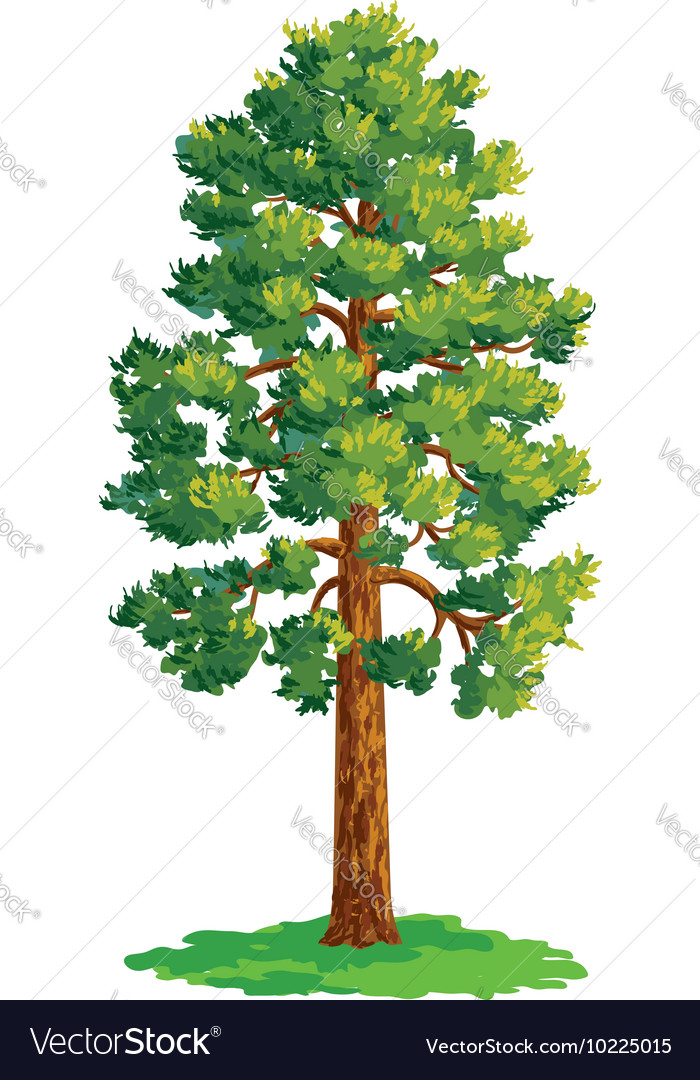 Pine tree Royalty Free Vector Image - VectorStock