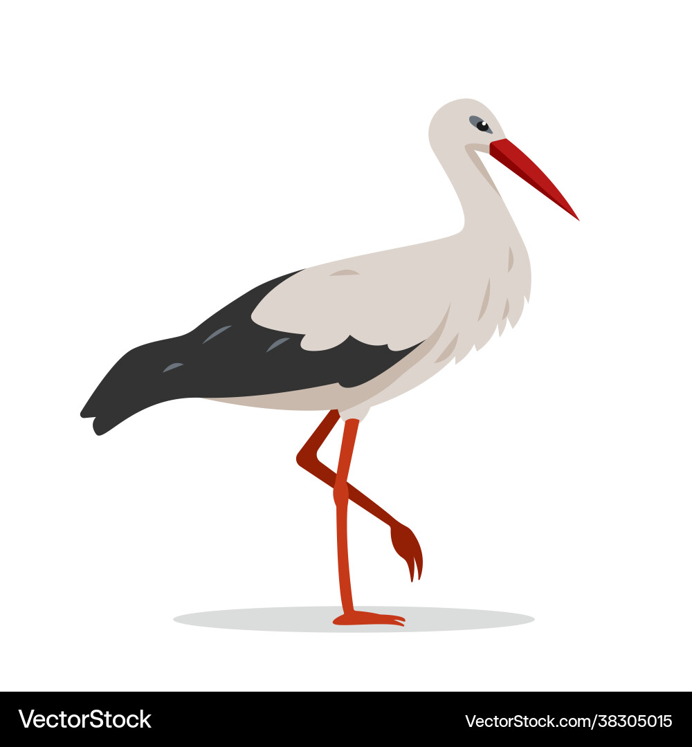 Standing stork bird isolated on white background Vector Image
