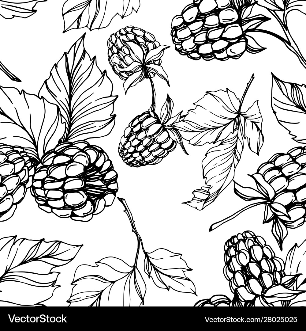 Raspberry healthy food isolated black Royalty Free Vector