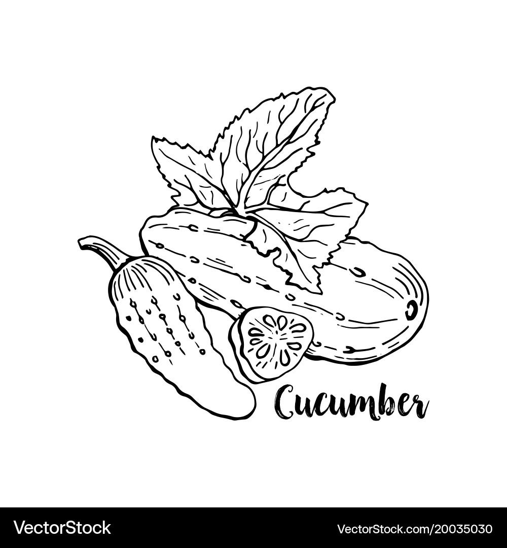 Hand drawn cucumber isolated vegetable Royalty Free Vector