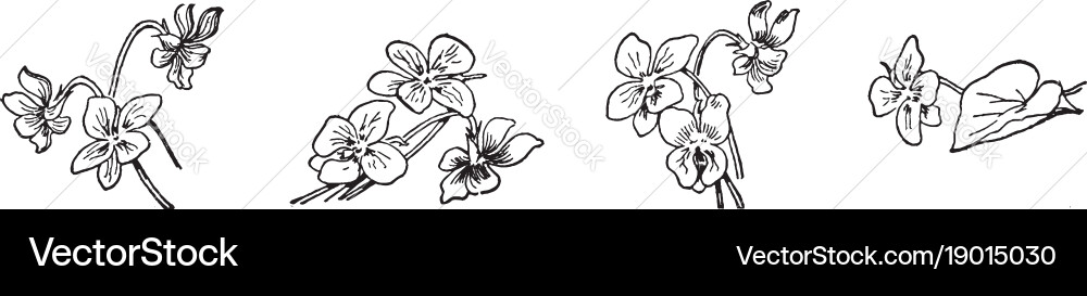 Ten flowers vintage Royalty Free Vector Image - VectorStock