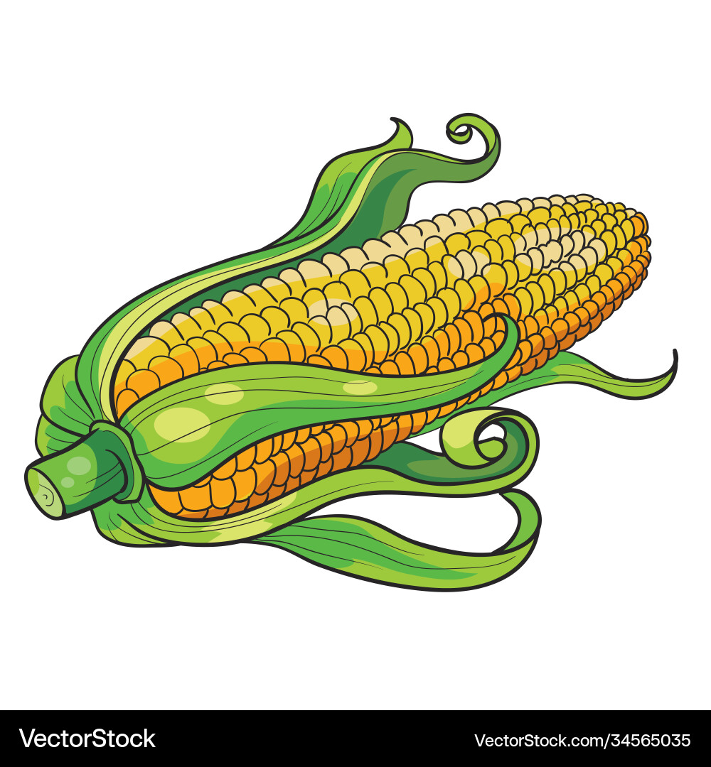 Fresh ripe ear corn cartoon isolated object Vector Image