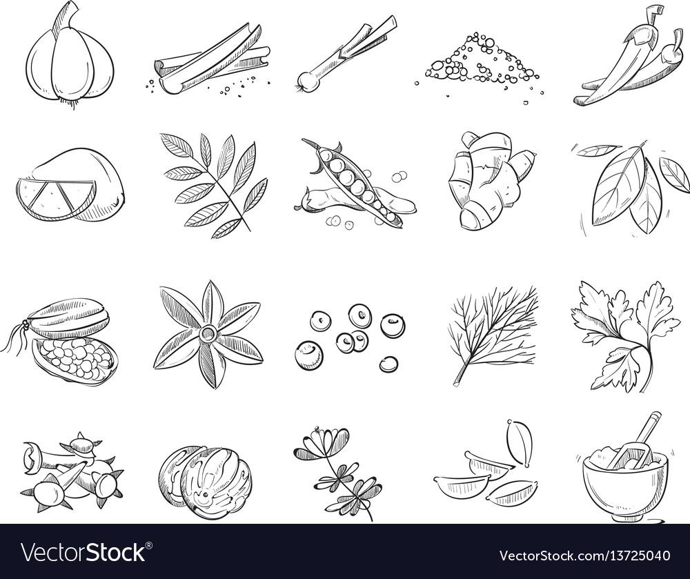 Doodle spices and herbs hand drawn set Royalty Free Vector Doodle spices and herbs hand drawn set Royalty Free Vector