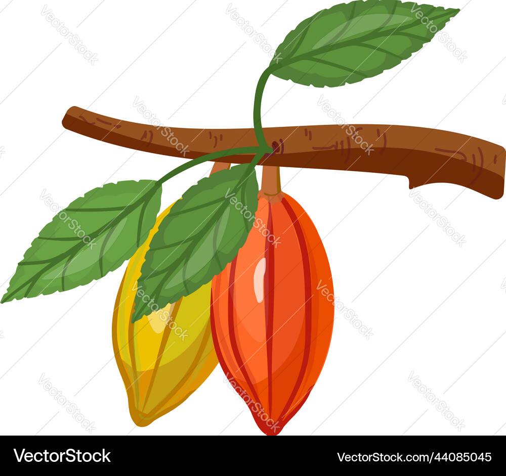 Cocoa branch icon cartoon tree bean Royalty Free Vector