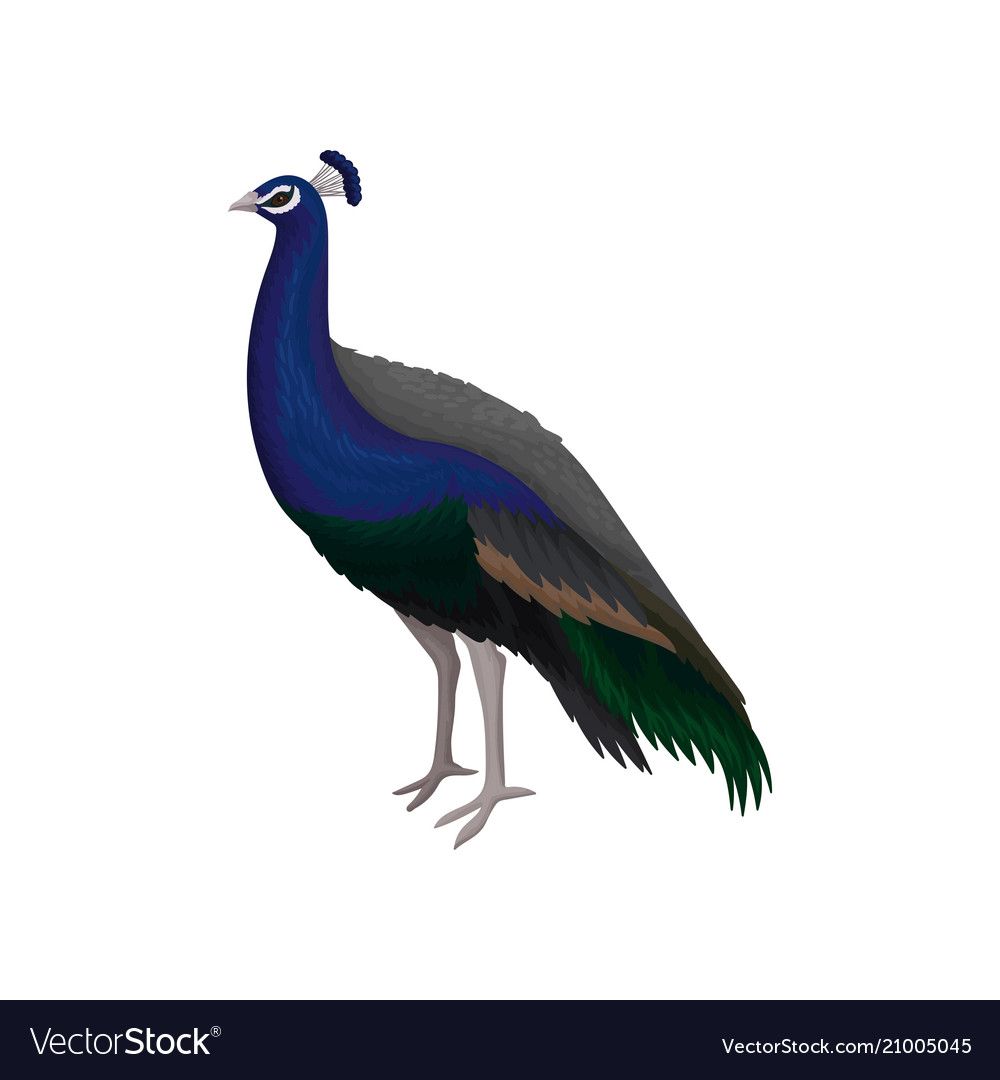 Detailed Flat Icon Of Beautiful Peacock Royalty Free Vector