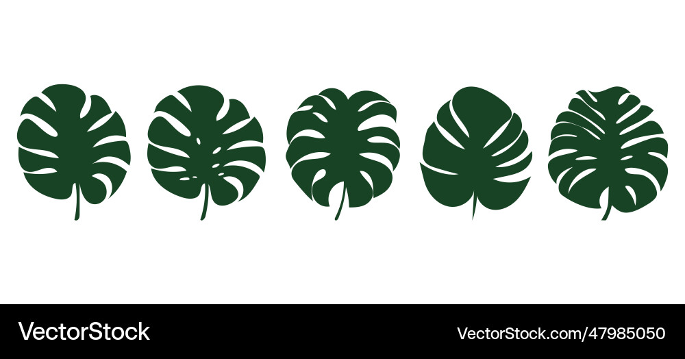 Green monstera leaf highlighted on a white Vector Image