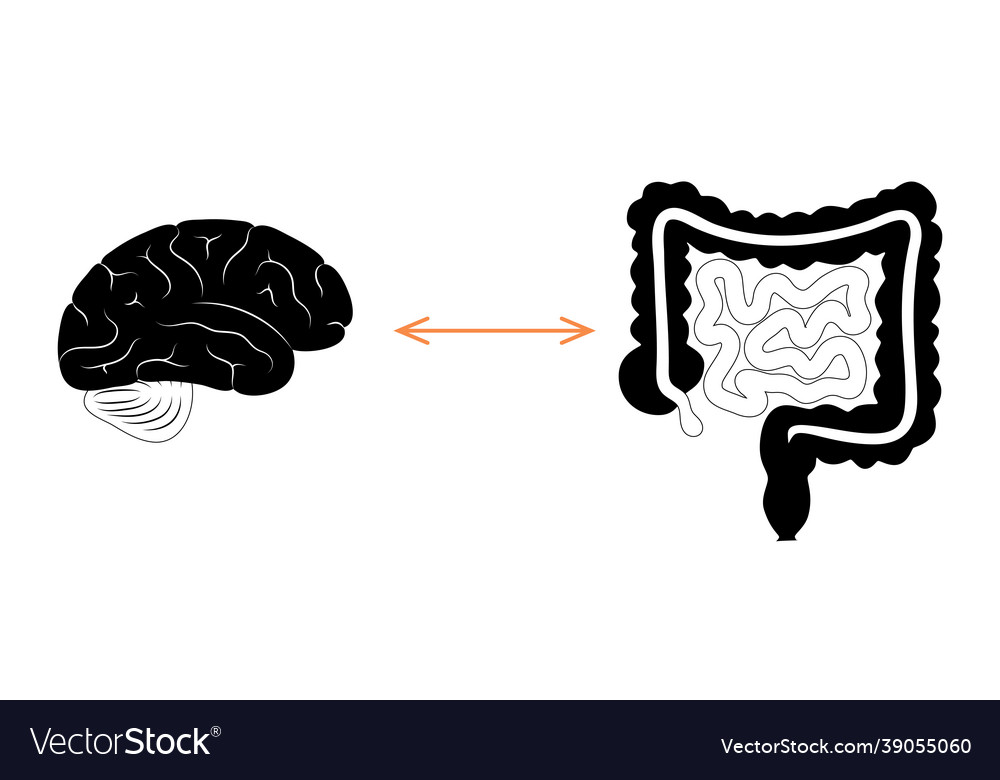 Gut brain connection Royalty Free Vector Image Gut brain connection Royalty Free Vector Image