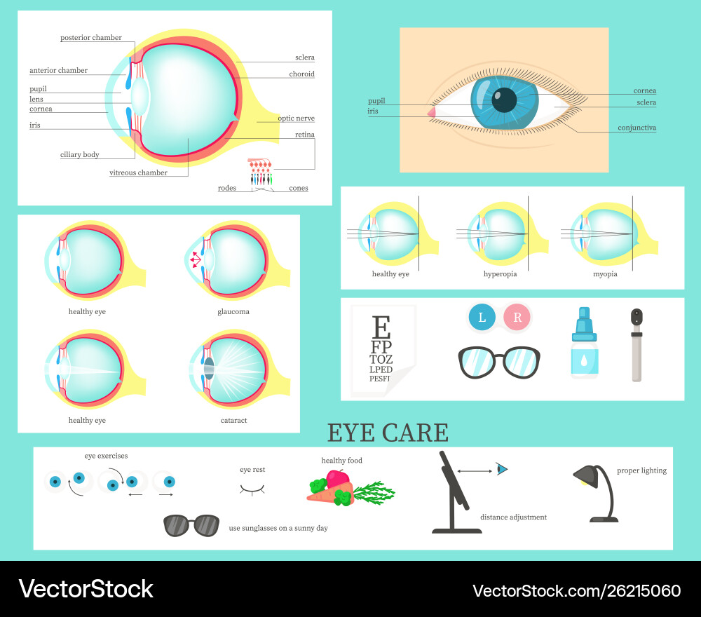 Human eye infographic flat isolated Royalty Free Vector