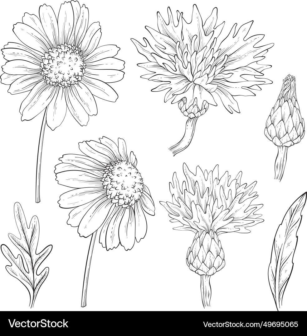 Set with outline cornflowers and daisies Vector Image