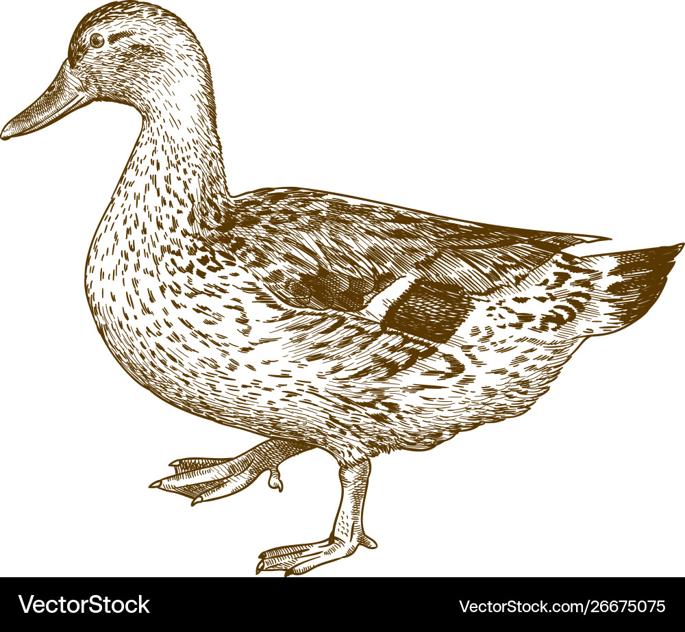 Engraving antique mallard duck Royalty Free Vector Image