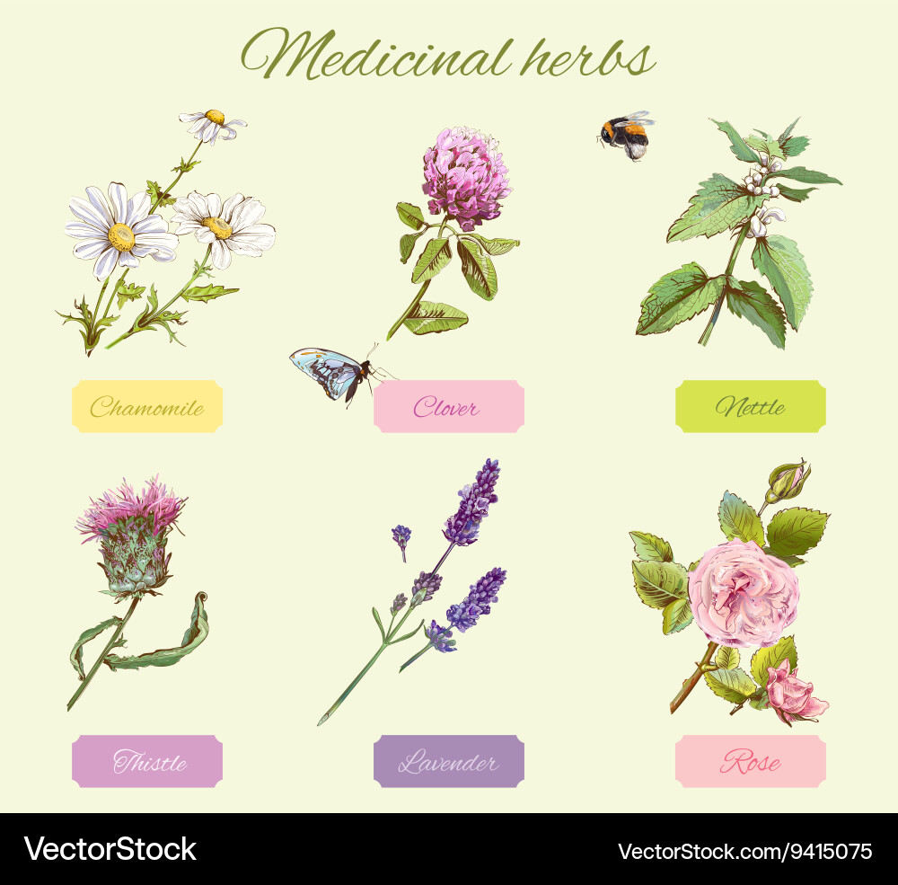 Medicinal herbs set Royalty Free Vector Image - VectorStock