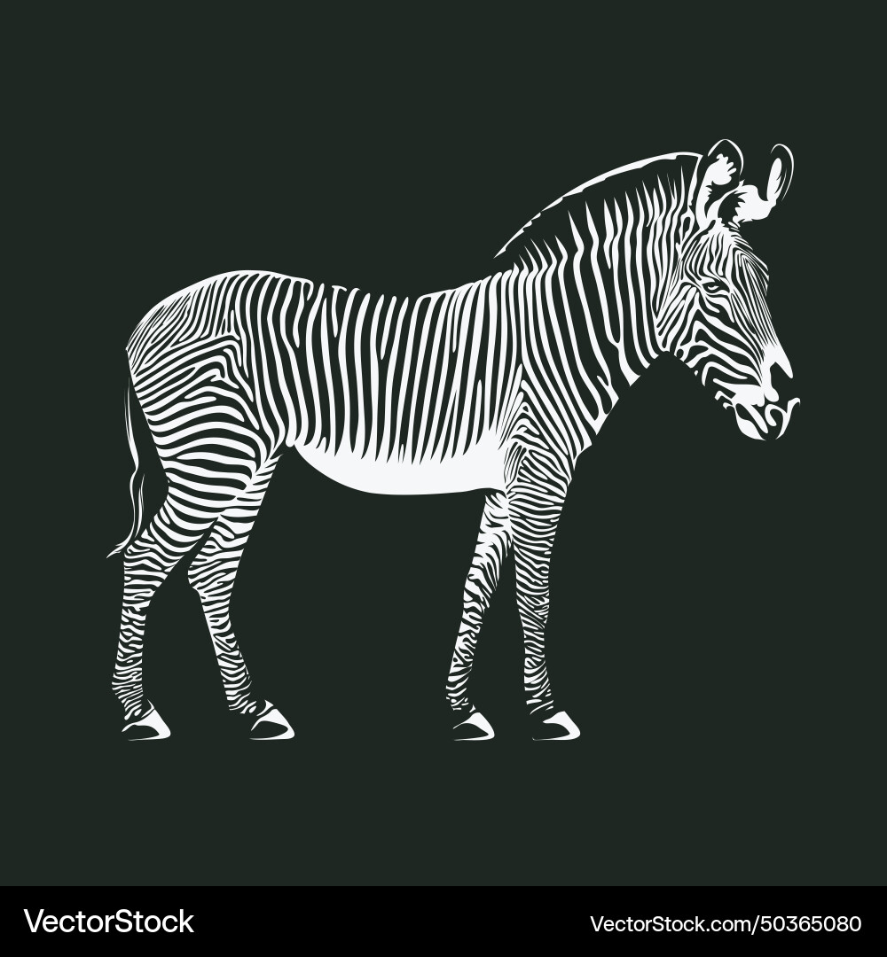 Drawing of a zebra Royalty Free Vector Image - VectorStock