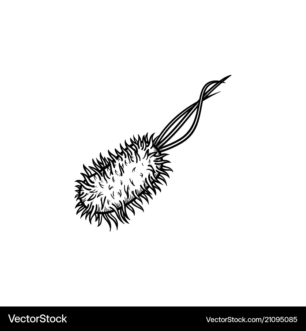 Bacterial microorganism hand drawn outline doodle Vector Image