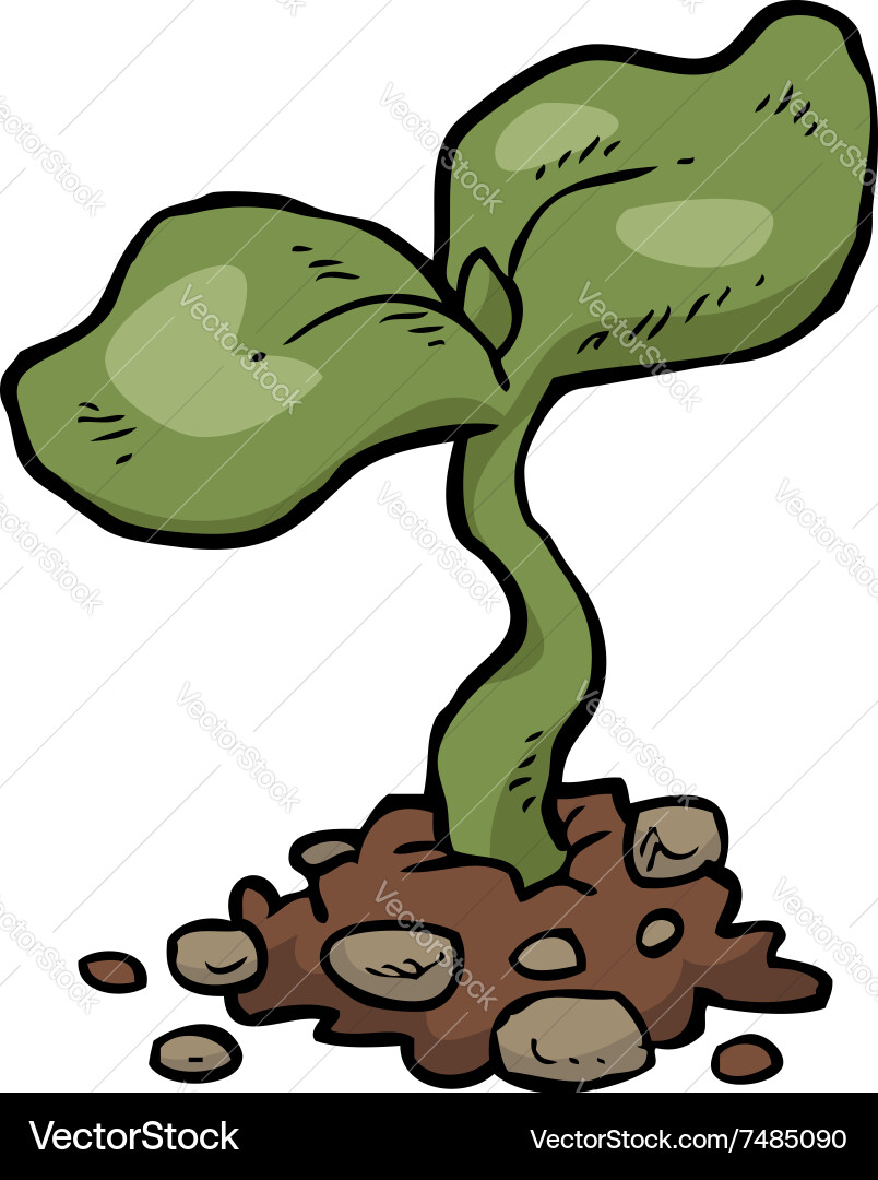 Young sprout Royalty Free Vector Image - VectorStock
