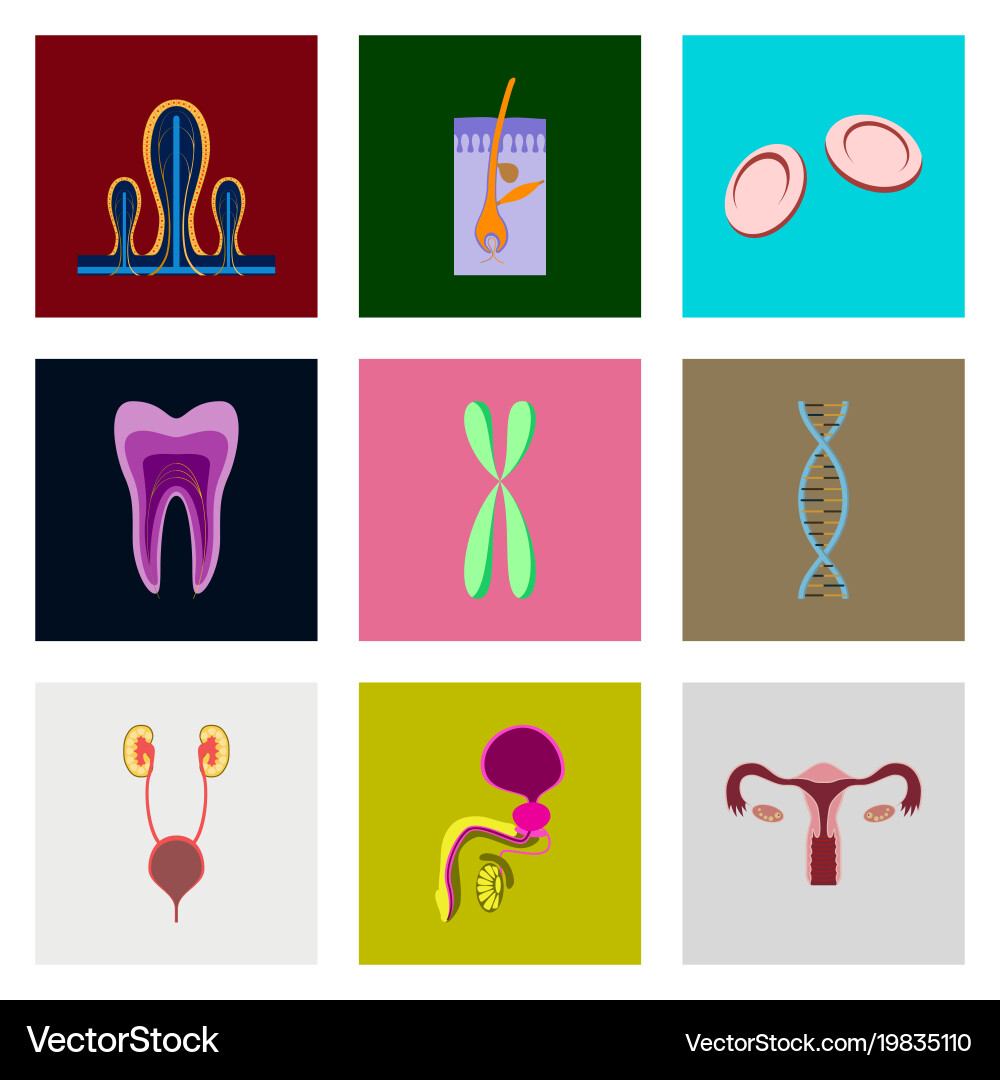 Icons set in flat style human organs cell Vector Image