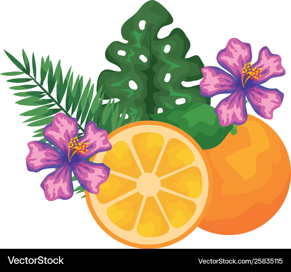 Orange citrus fruit with leafs and flowers Vector Image