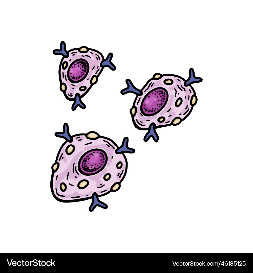 Mast cell isolated on white background hand drawn Vector Image