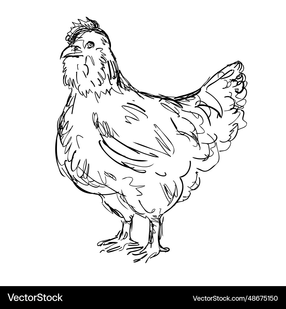 Ameraucana chicken or hen side view drawing Vector Image