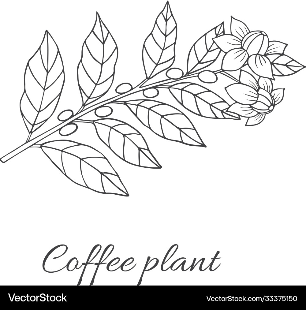 Coffee plant-02 Royalty Free Vector Image - VectorStock