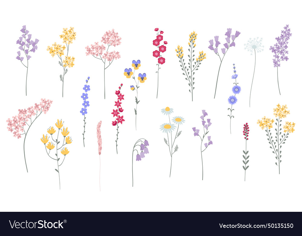 Wild flowers collection Royalty Free Vector Image