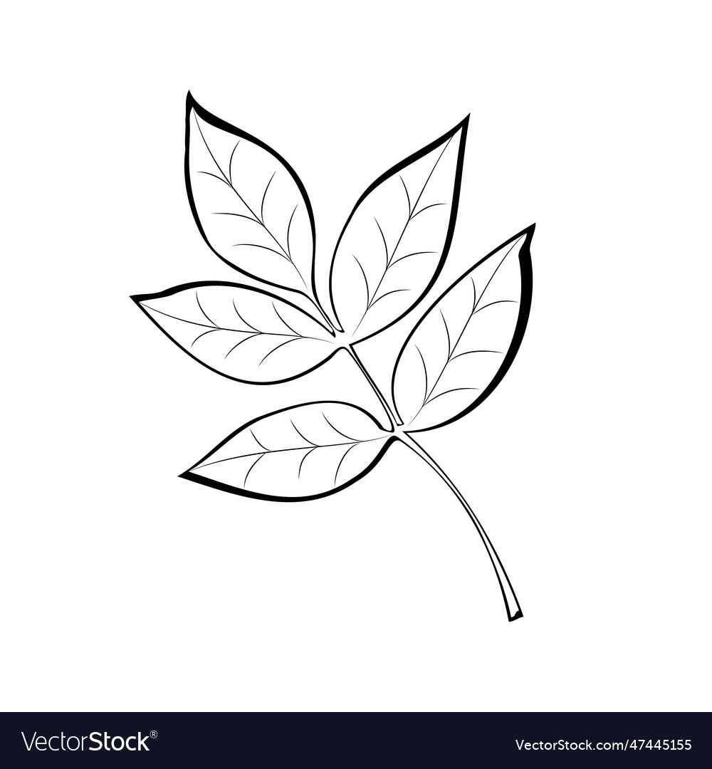 A stylized tree leaf Royalty Free Vector Image
