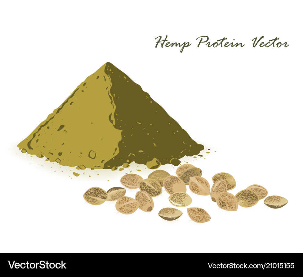 Hemp protein amd hemp seeds isolated on white Vector Image
