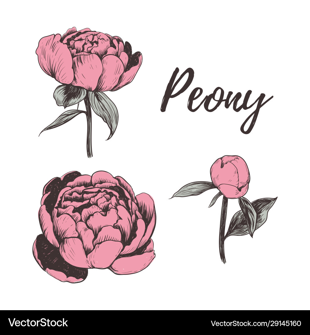 Collection pink peonies peony Royalty Free Vector Image