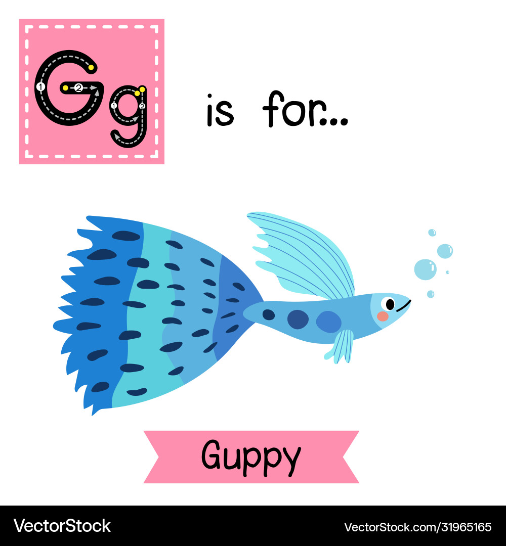 Letter g tracing blue guppy fish Royalty Free Vector Image