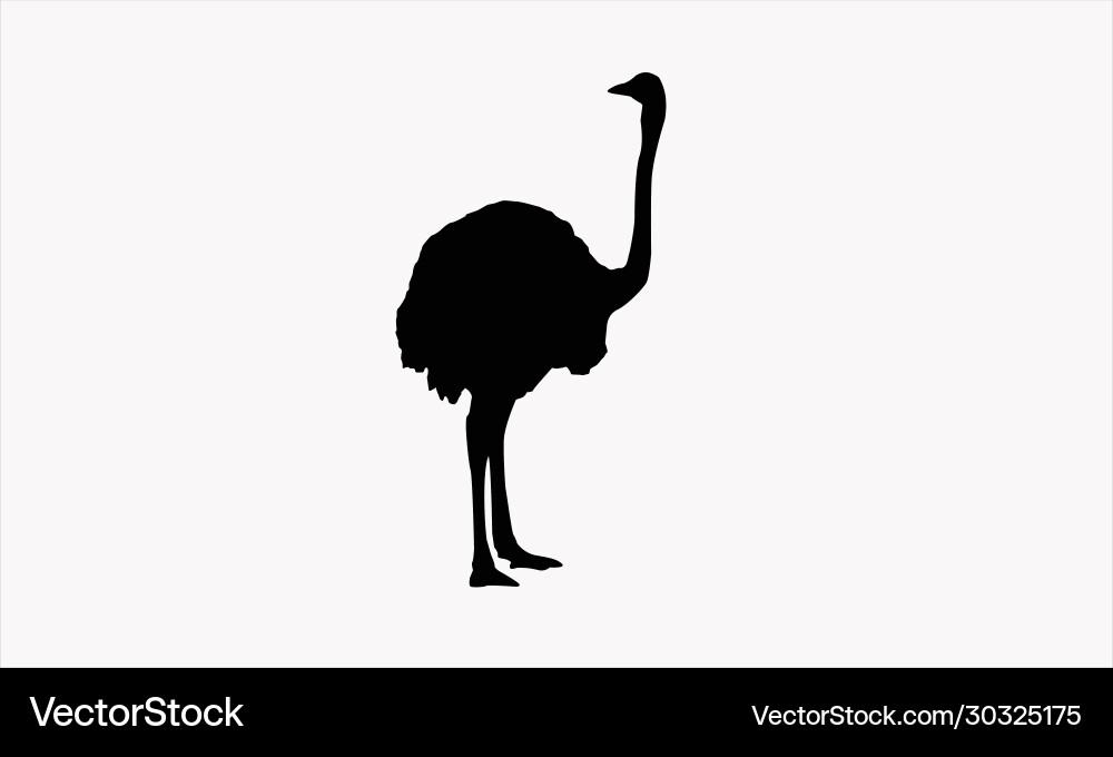 Fauna africa - ostri Royalty Free Vector Image